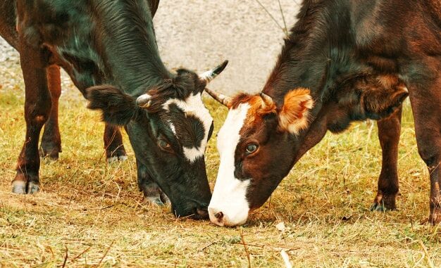 Shminí: ¿Qué podemos aprender de los animales Kosher? Parashá, Vaikrá ...